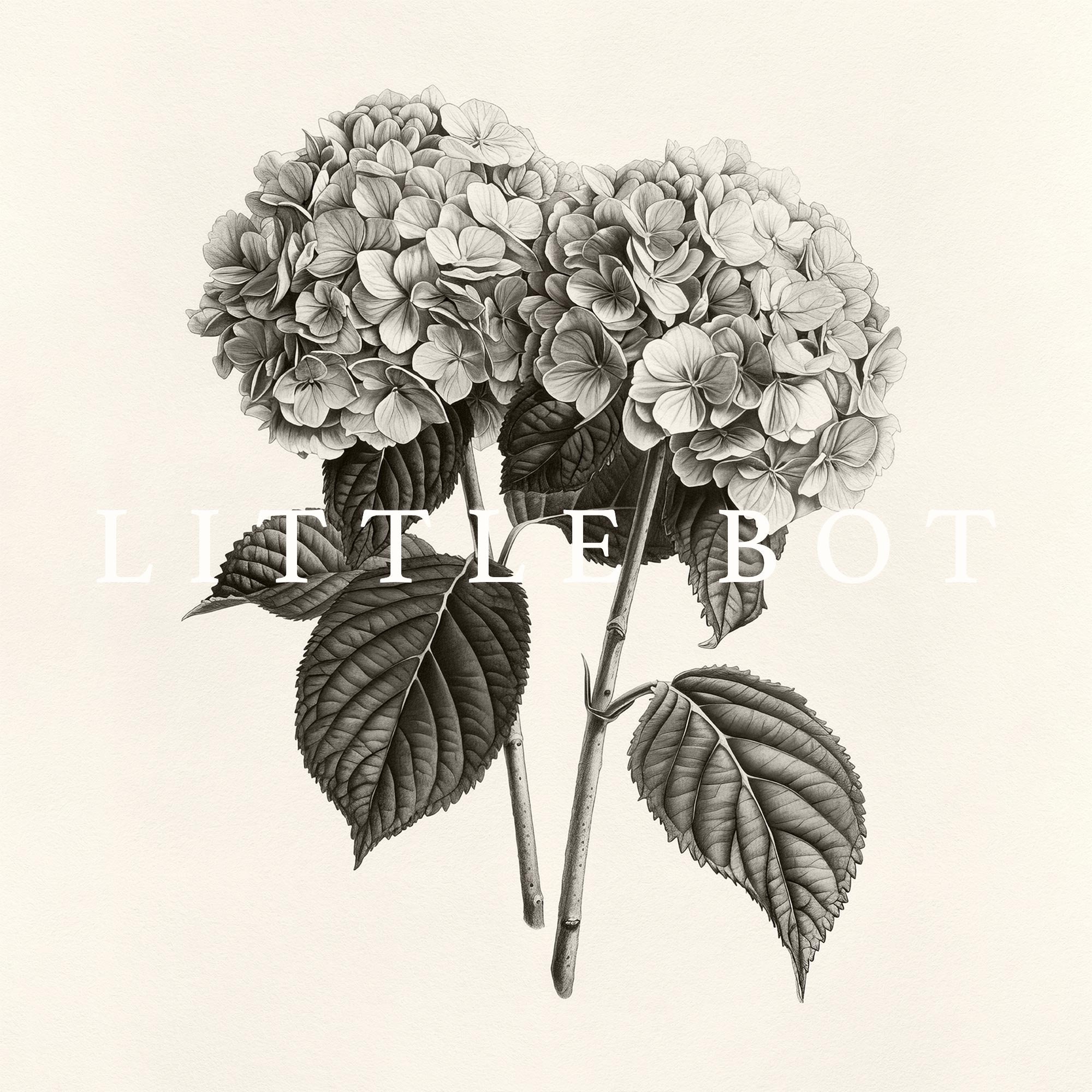 Hydrangea Flowers Drawing Instant Download Printable Botanical Digital ...