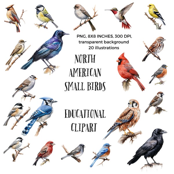 Bird Clip Art - Etsy