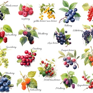 Wild Berries Clip Art - Nature-inspired Illustrations for Fresh and ...
