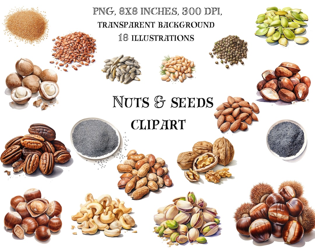 Nuts and Seeds Clip Art - Natural Ingredients for Crafts, Recipes, and ...