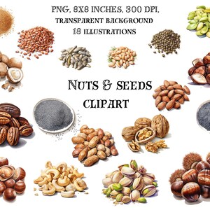 Nuts and Seeds Clip Art - Natural Ingredients for Crafts, Recipes, and ...