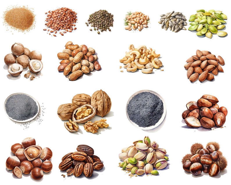 Nuts and Seeds Clip Art Natural Ingredients for Crafts, Recipes, and ...