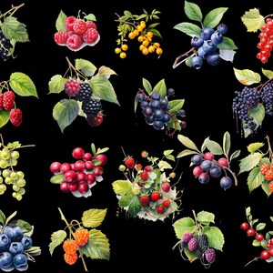 Wild Berries Clip Art - Nature-inspired Illustrations for Fresh and ...