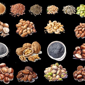 Nuts and Seeds Clip Art - Natural Ingredients for Crafts, Recipes, and ...