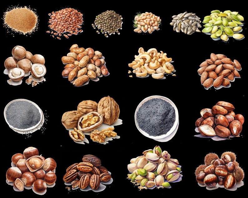 Nuts and Seeds Clip Art Natural Ingredients for Crafts, Recipes, and ...