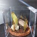 Diorama in Display Cube, Two Ants Neoponera in Nature, for ...