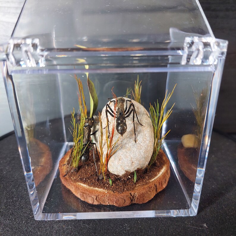 Diorama in Display Cube, Two Ants Neoponera in Nature, for ...