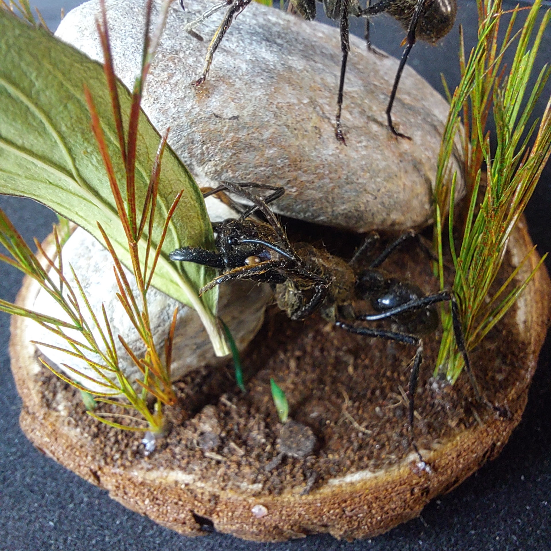 Diorama in Display Cube, Two Ants Neoponera in Nature, for ...