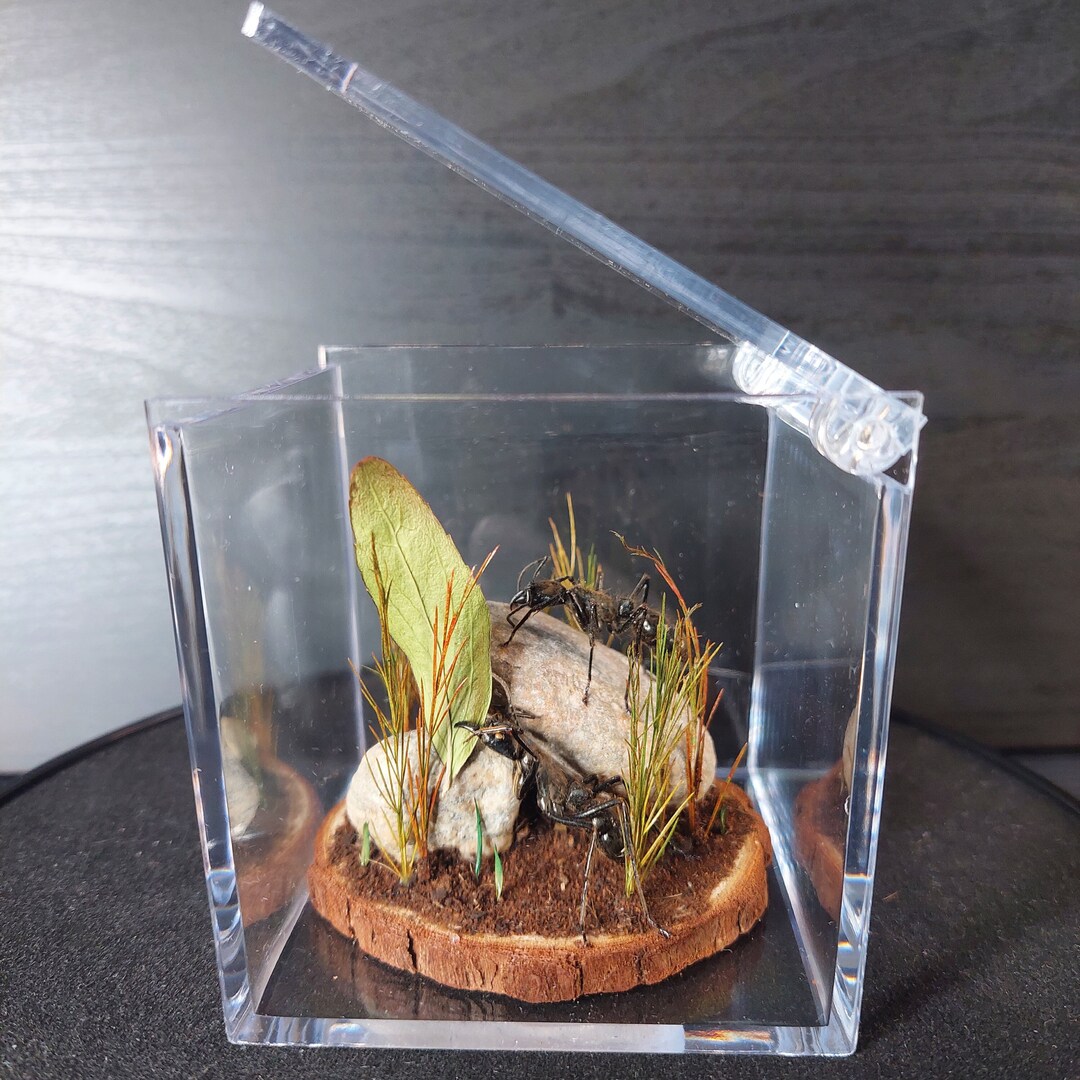 Diorama in Display Cube, Two Ants Neoponera in Nature, for ...