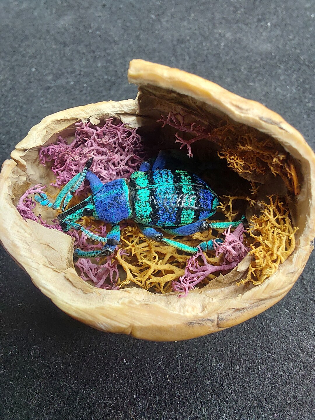 Mini Diorama, Eupholus Schoenherri, Weevil Beetle on Lichens in Half ...