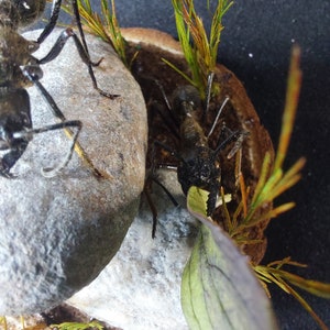 Diorama in Display Cube, Two Ants Neoponera in Nature, for ...