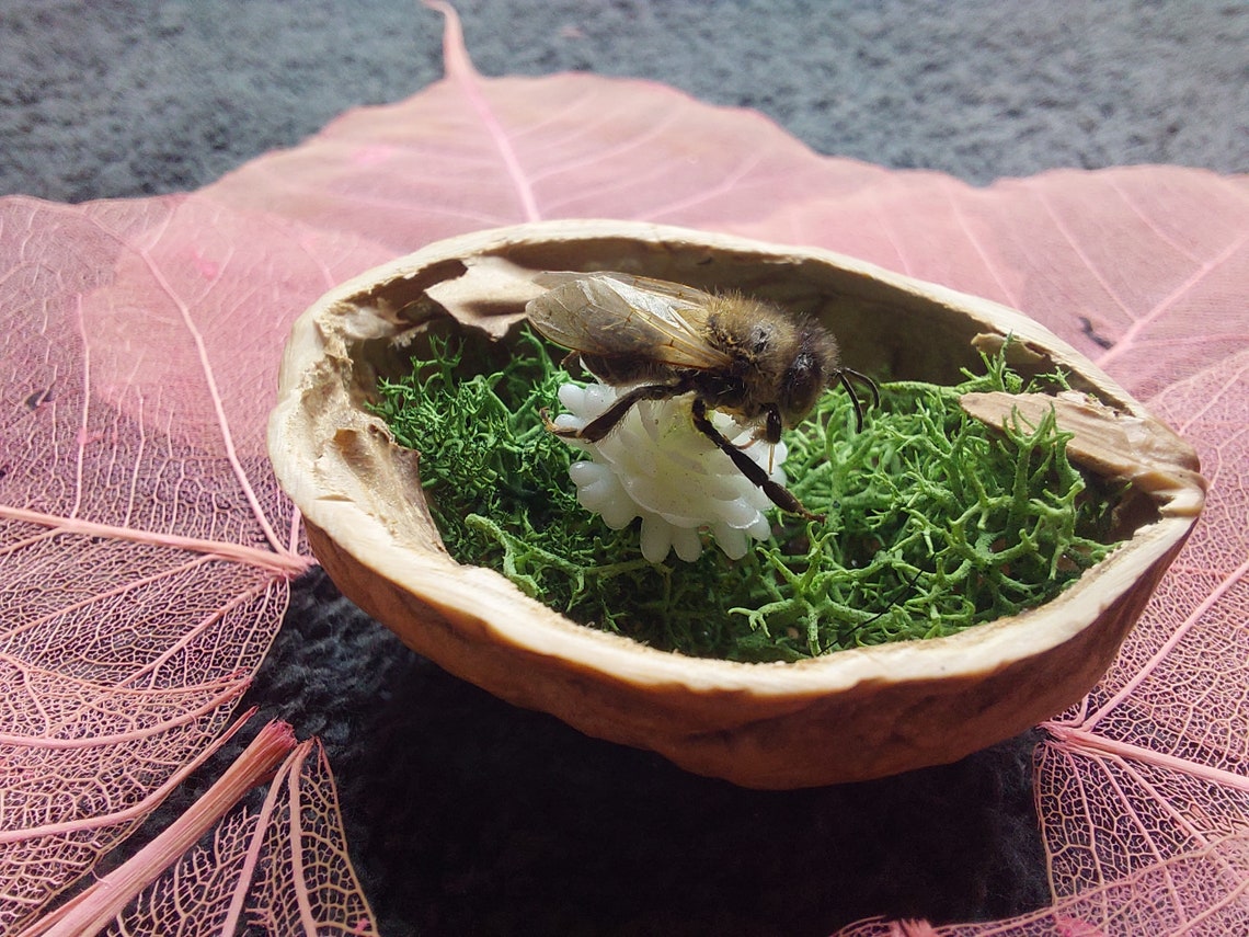 Mini Diorama, Apis Mellifera, Bee on a Flower and Lichen Inside a Half ...