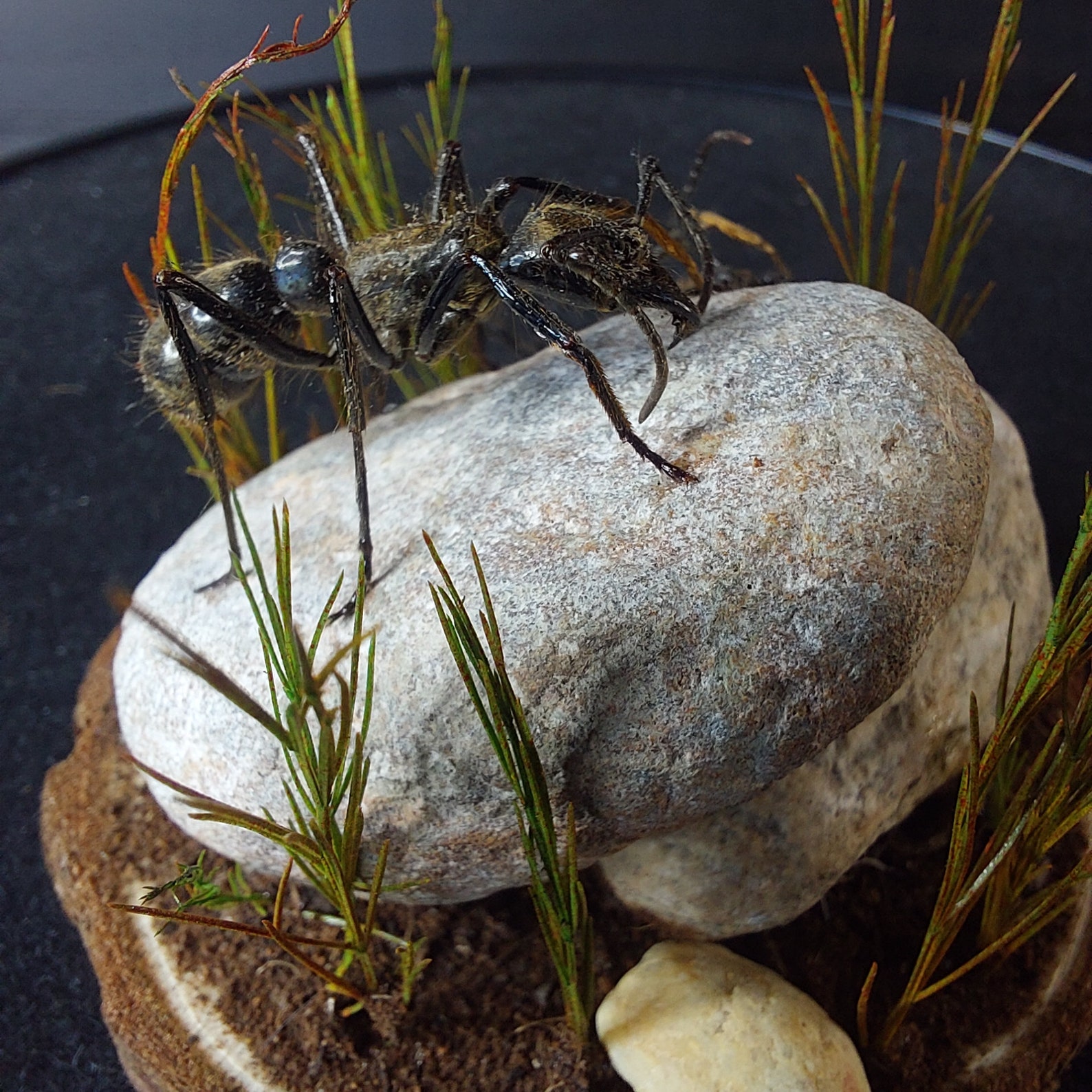 Diorama in Display Cube, Two Ants Neoponera in Nature, for ...