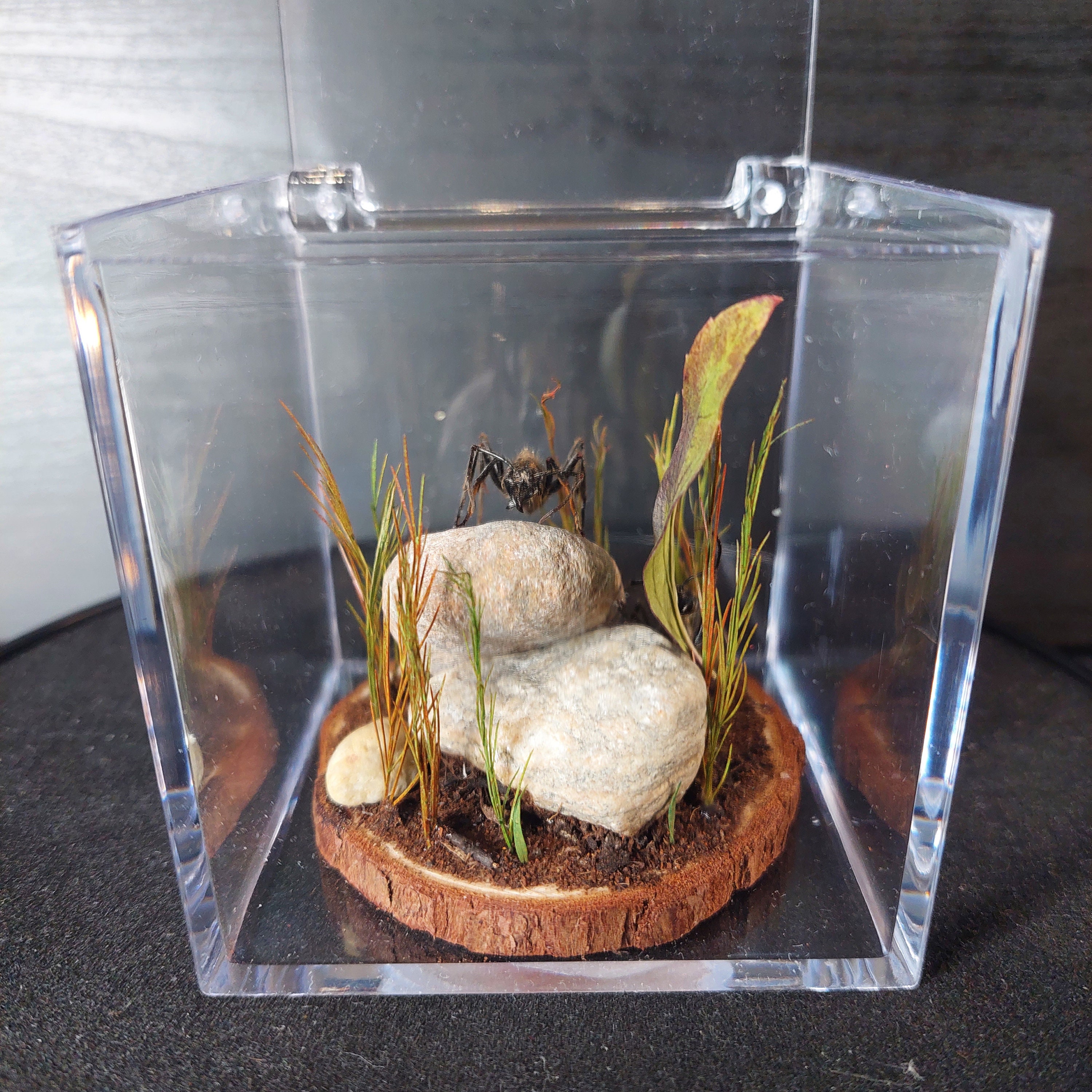 Diorama in Display Cube, Two Ants Neoponera in Nature, for ...