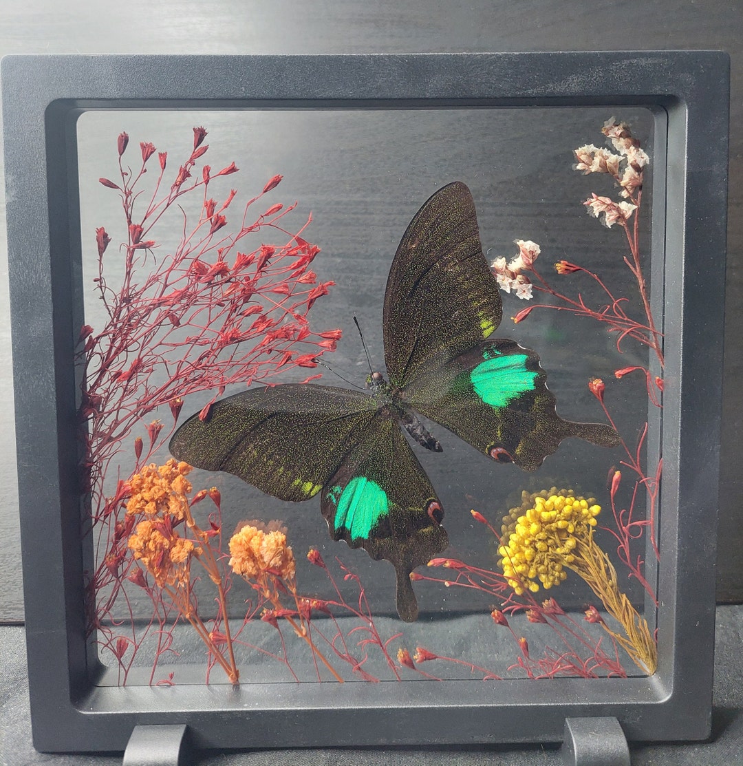 Diorama, Papilio Paris Paris, Butterfly With Wildflowers in Floating ...