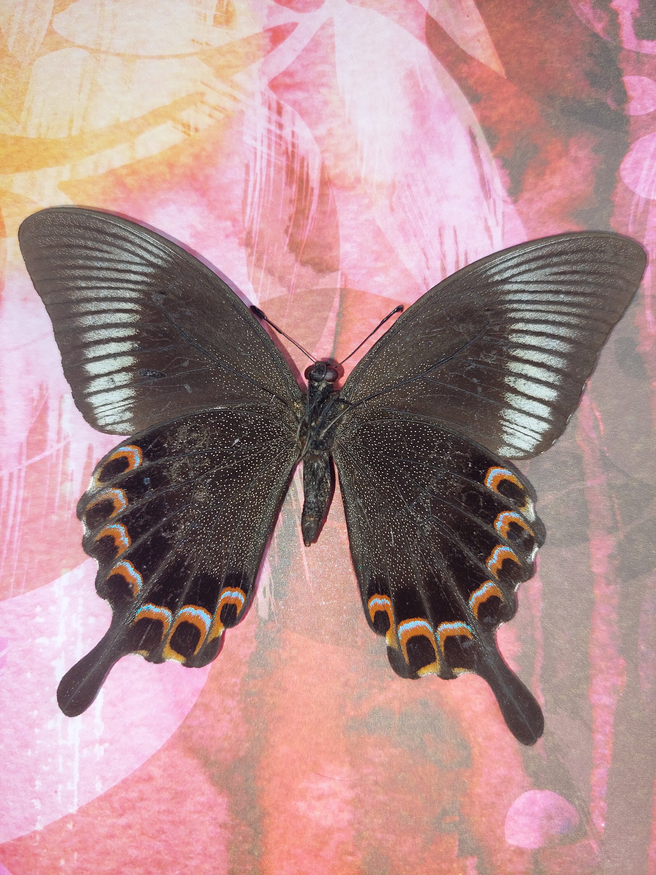 Diorama, Papilio Paris Paris, Butterfly With Wildflowers in Floating ...