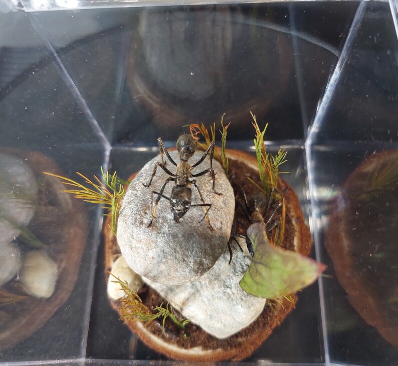 Diorama in Display Cube, Two Ants Neoponera in Nature, for ...