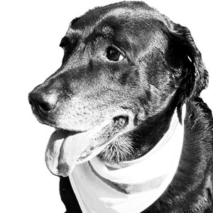 Custom Dog Print | Black and White Dog Print | Memorial Dog Print ...
