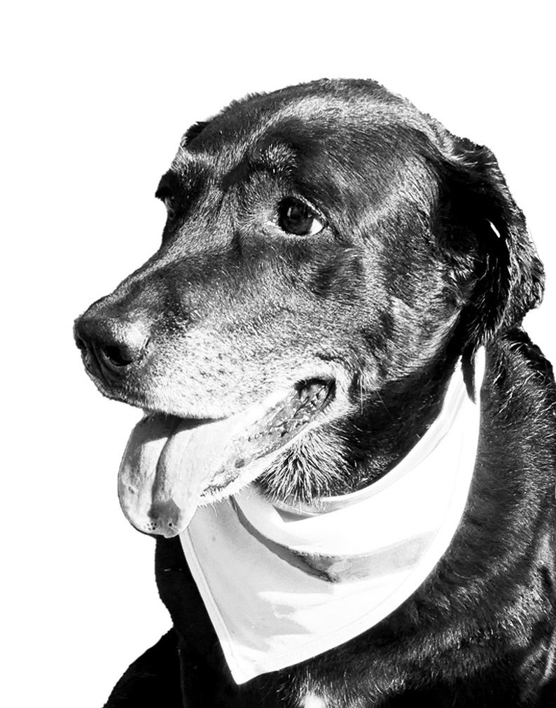 Custom Dog Print | Black and White Dog Print | Memorial Dog Print ...