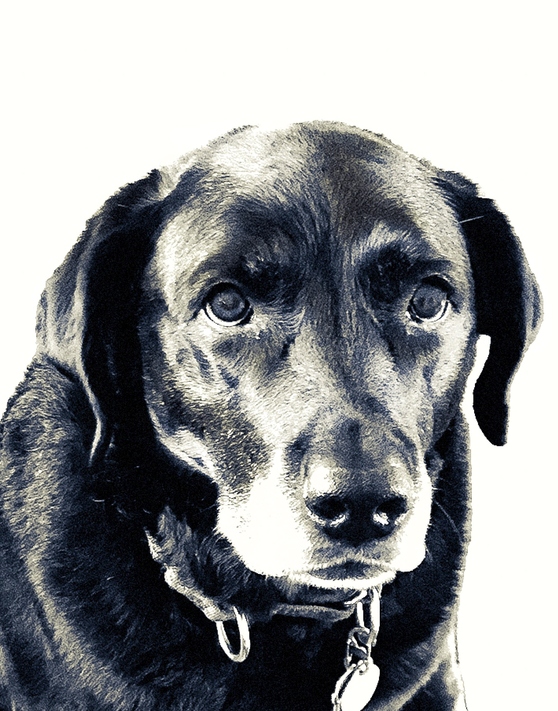 Custom Dog Print | Black and White Dog Print | Memorial Dog Print ...