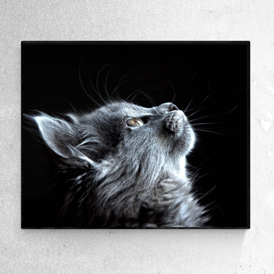 Printable Cat, Animal Prints, Feline Animal, Printable Wall Art, Animal ...