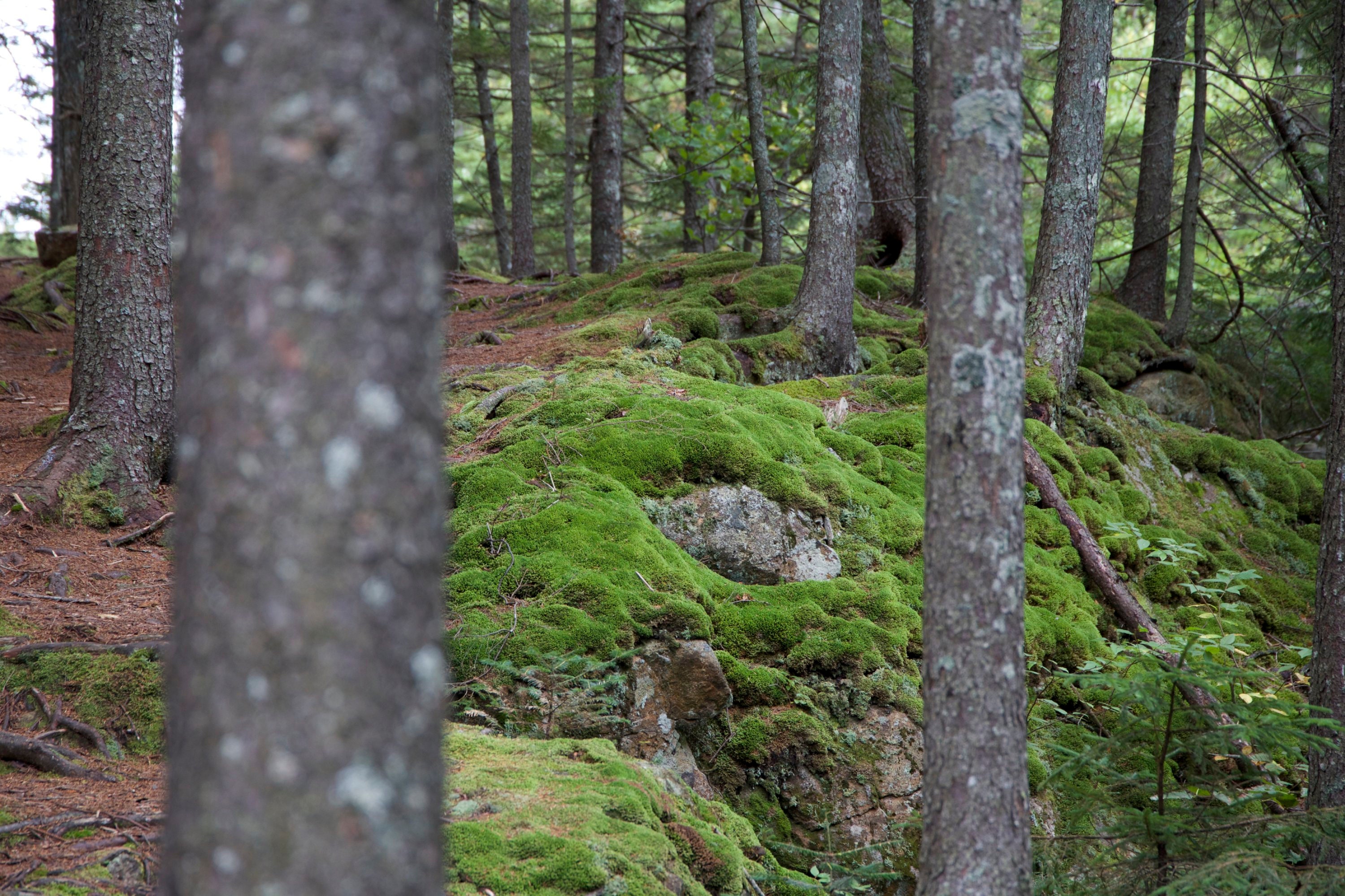 Digital Download Zoom and Teams Backgrounds Nature Collection - Etsy