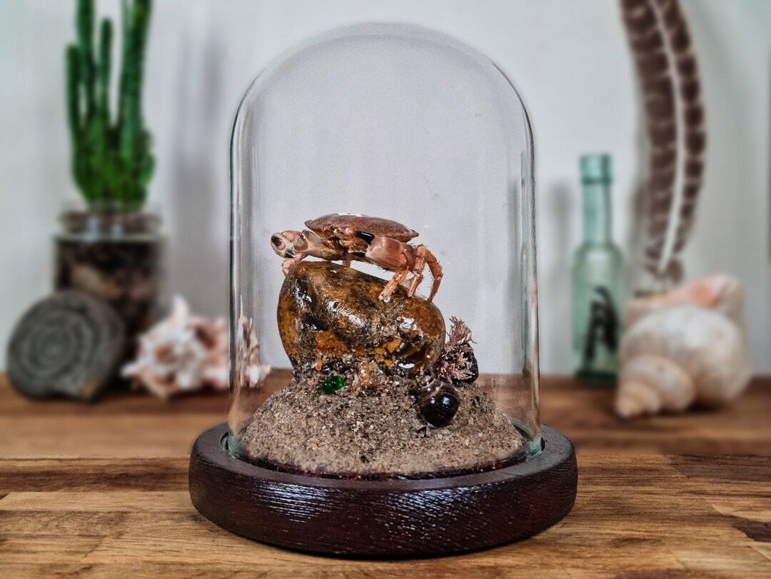 Brown Crab in Bell Jar, Ethical Taxidermy Specimen Display - Etsy