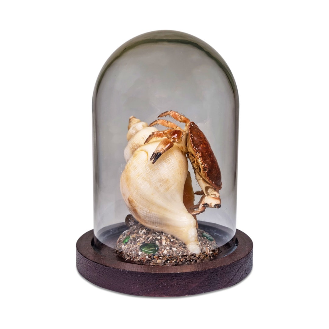 Brown Crab Preserved in Bell Jar - Etsy