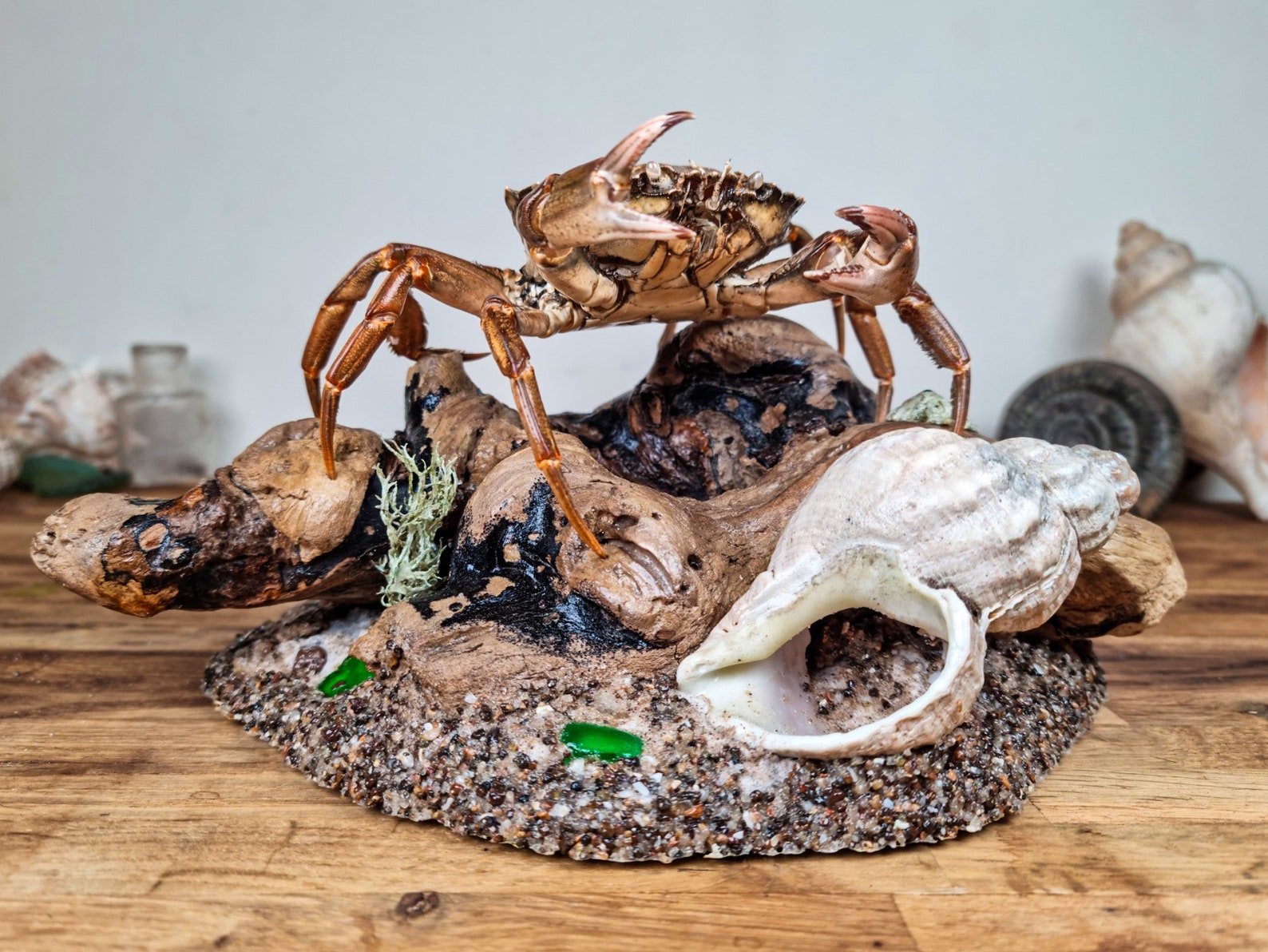 Preserved Real Shore Crab on Driftwood, Ethical Taxidermy Display - Etsy