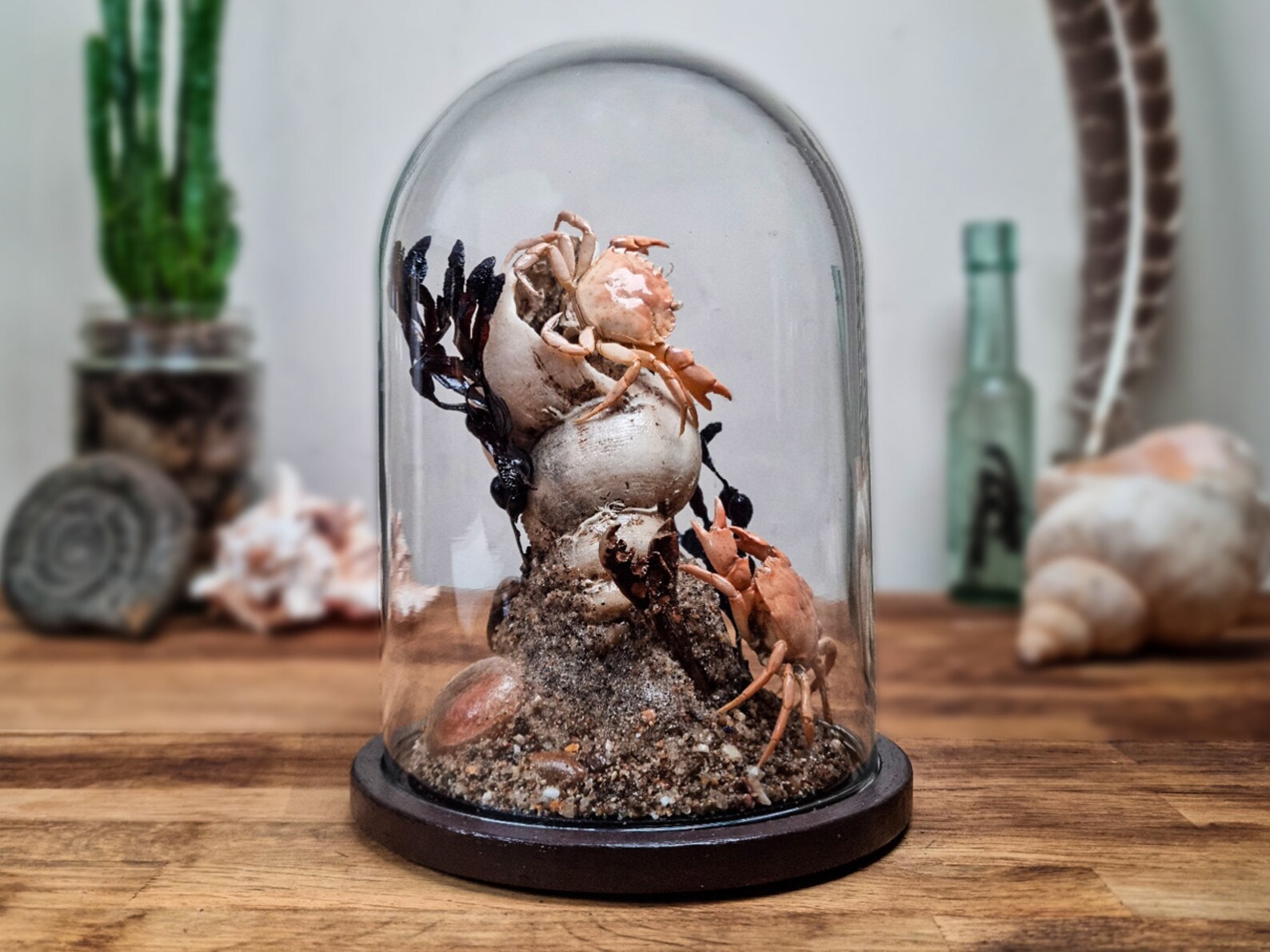 Shore Crabs on Shell in Bell Jar, Ethical Taxidermy Specimen Display - Etsy