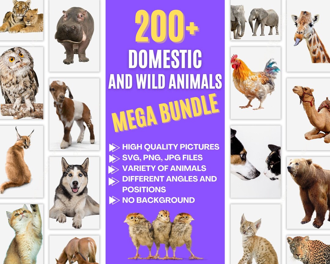 Domestic and Wild Animal Photos, Photography, Stock Photos Bundle ...
