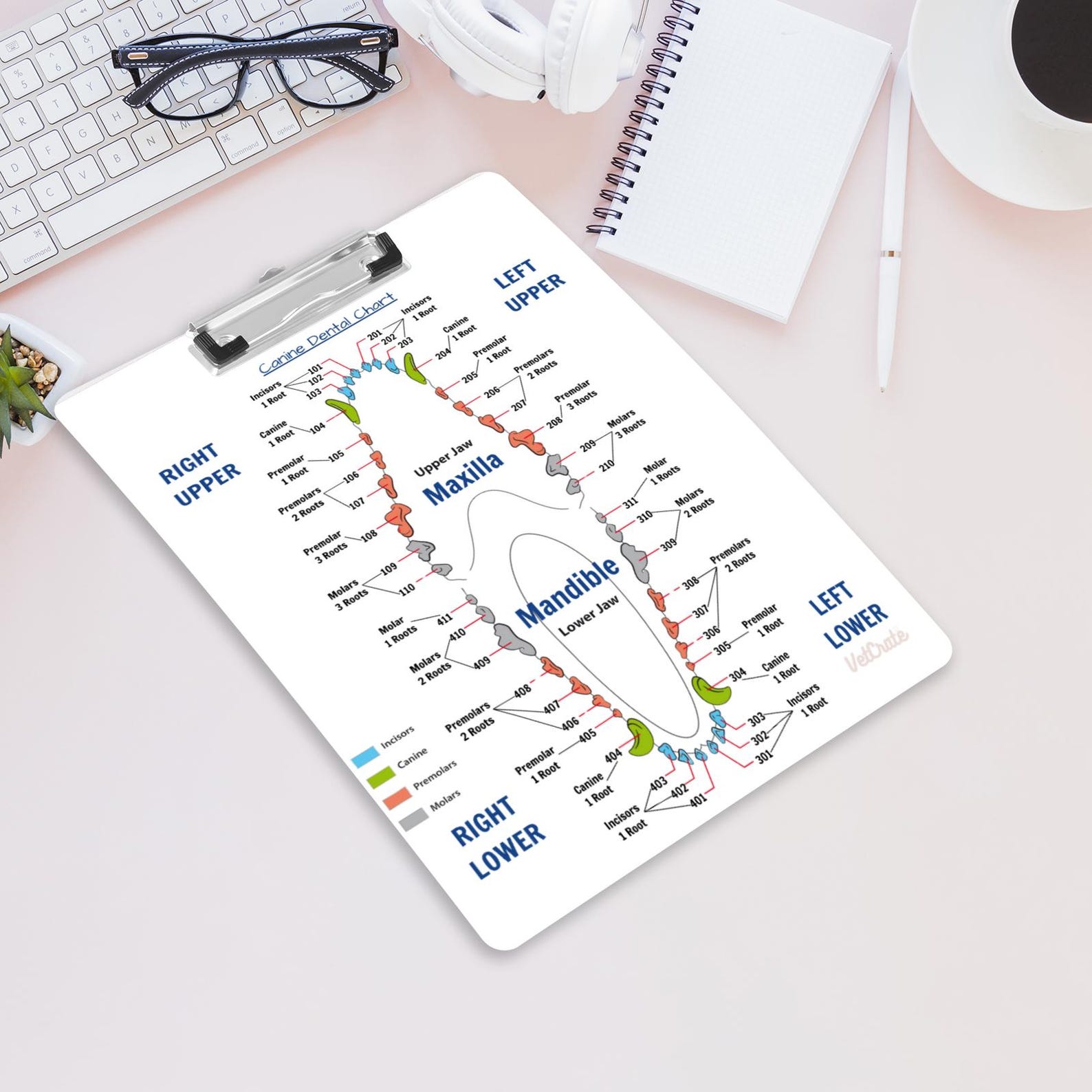Veterinary Dental Chart Clipboard | Canine & Feline Teeth Anatomy - Etsy