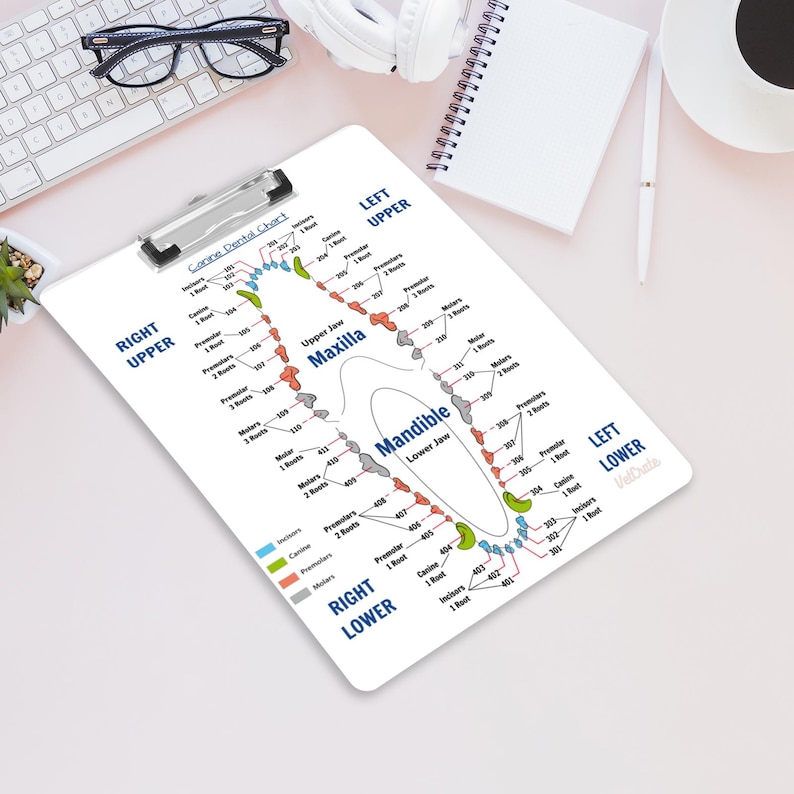 Veterinary Dental Chart Clipboard|includes Canine and Feline Dental ...