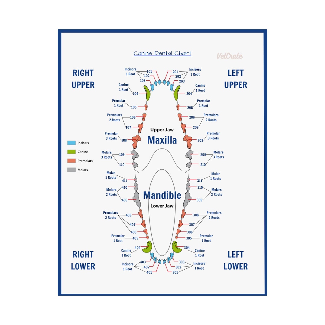 Veterinary Canine Dental Chart Poster - Simplify Your Dental Charting ...