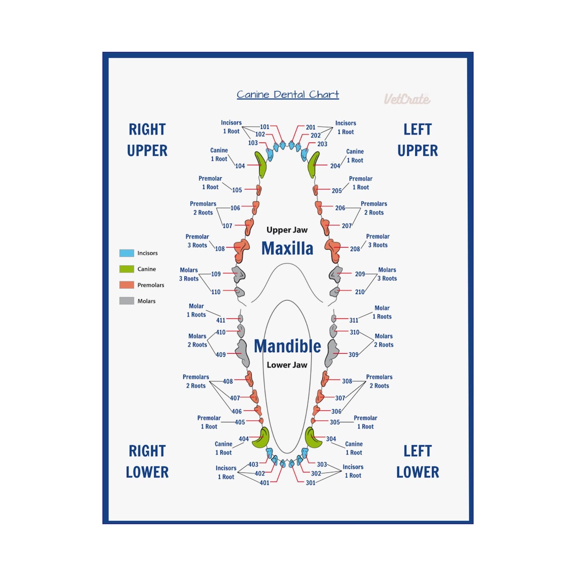 Veterinary Canine Dental Chart – Numbered Teeth & Roots Poster - Etsy