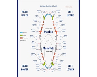 Veterinary Feline Dental Chart Poster - Simplify Your Dental Charting ...