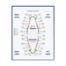 Veterinary Canine Dental Chart – Numbered Teeth & Roots Poster - Etsy