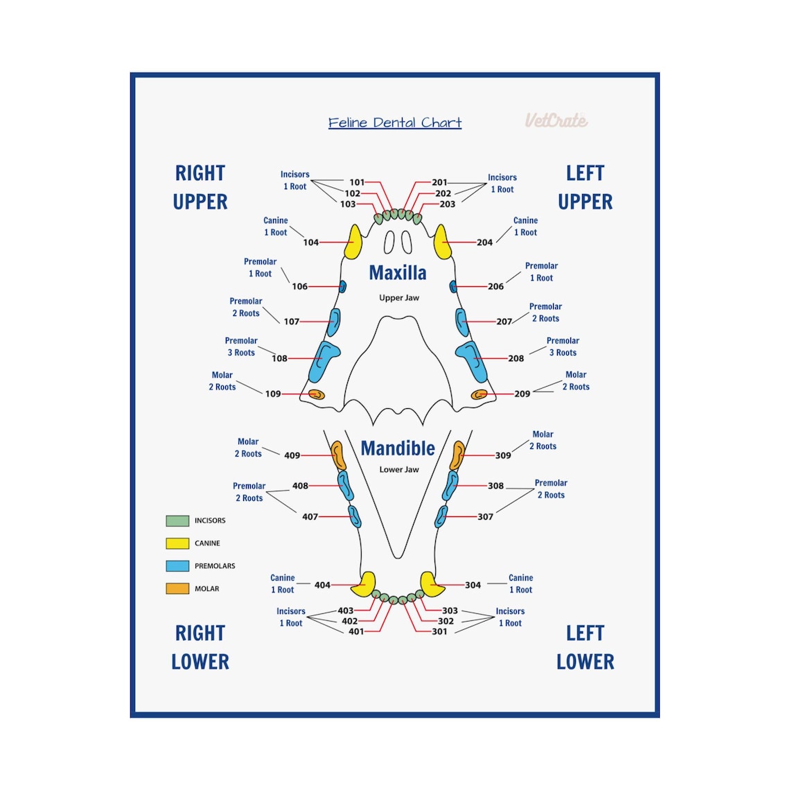 Veterinary Feline Dental Chart Poster - Simplify Your Dental Charting ...