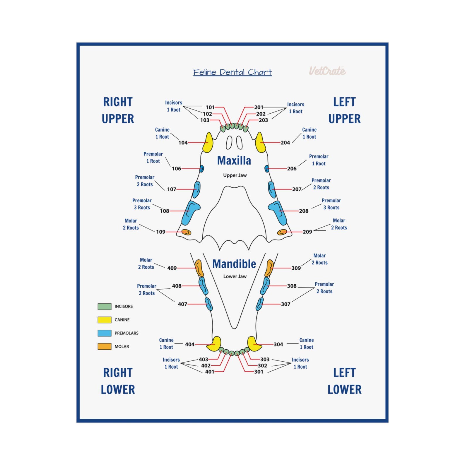 Veterinary Feline Dental Chart Poster - Simplify Your Dental Charting ...