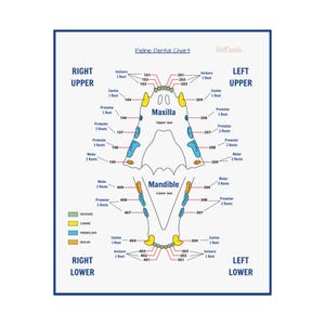Veterinary Feline Dental Chart Poster - Numbered Teeth & Roots - Etsy UK