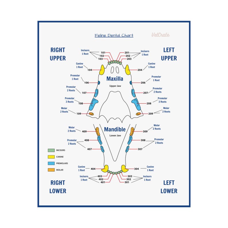 Veterinary Feline Dental Chart Poster - Simplify Your Dental Charting ...