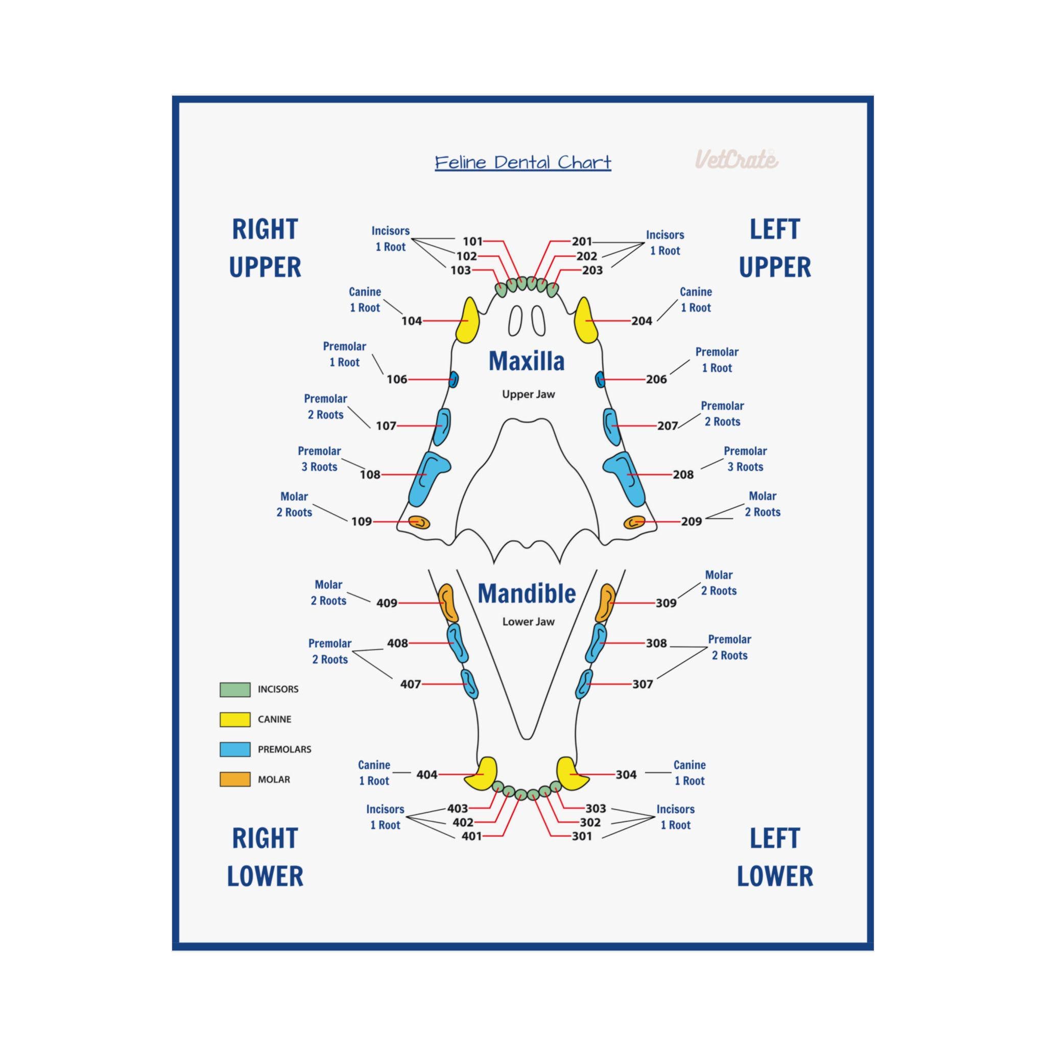 Veterinary Feline Dental Chart Poster - Numbered Teeth & Roots - Etsy UK