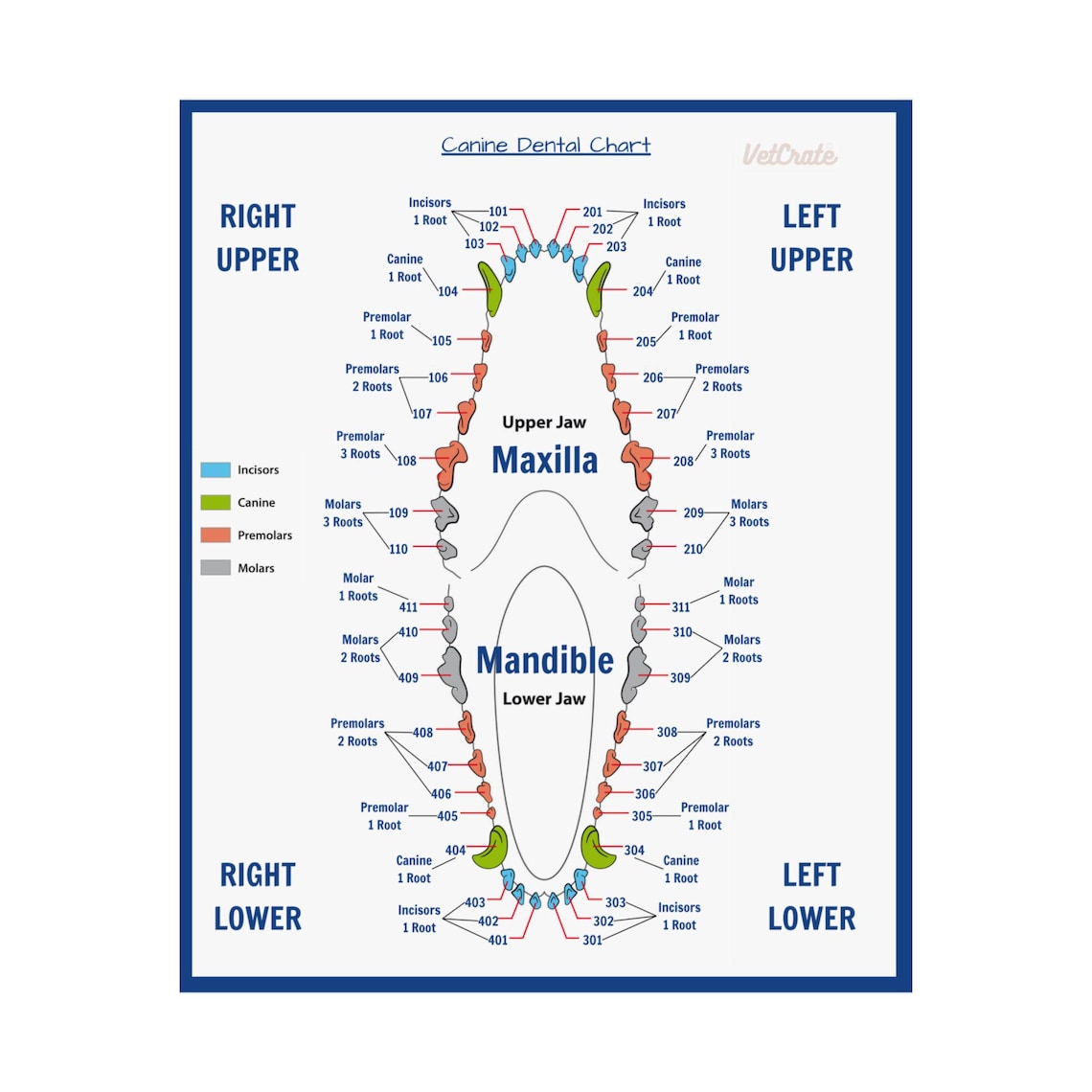 Veterinary Canine Dental Chart – Numbered Teeth & Roots Poster - Etsy