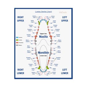 Veterinary Canine Dental Chart Poster - Simplify Your Dental Charting ...