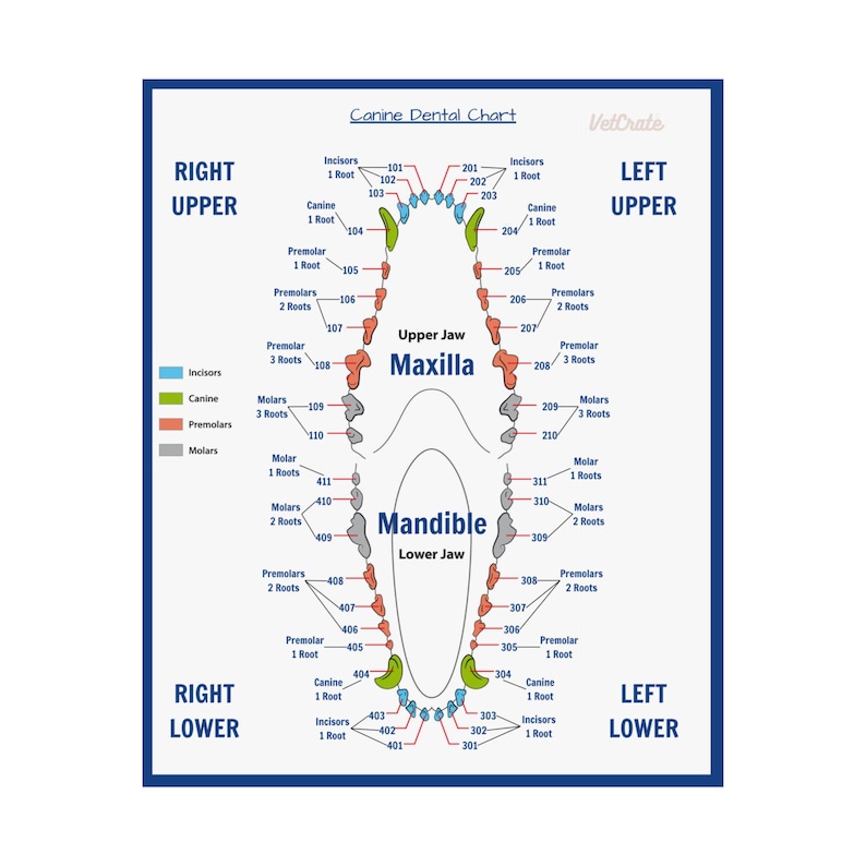 Veterinary Canine Dental Chart Poster - Simplify Your Dental Charting ...
