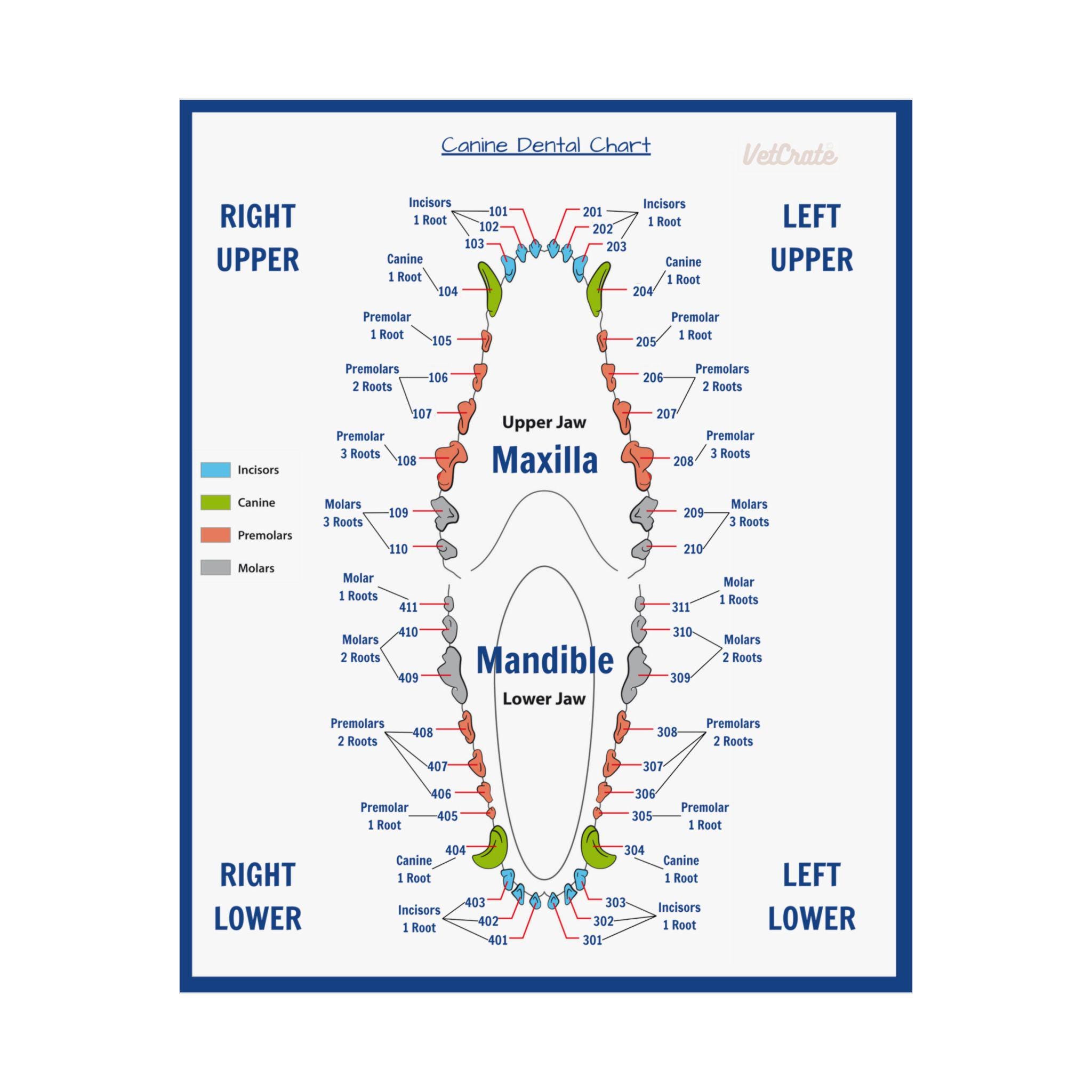 Veterinary Canine Dental Chart Poster - Simplify Your Dental Charting ...