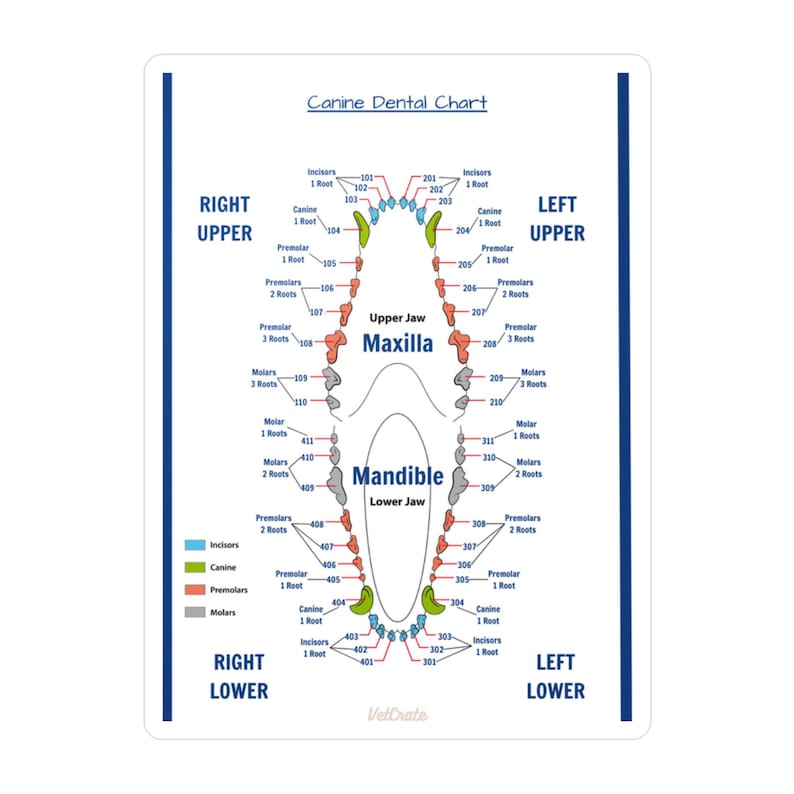 Canine Dental Chart Vinyl Sticker | Veterinary Reference Decal for ...