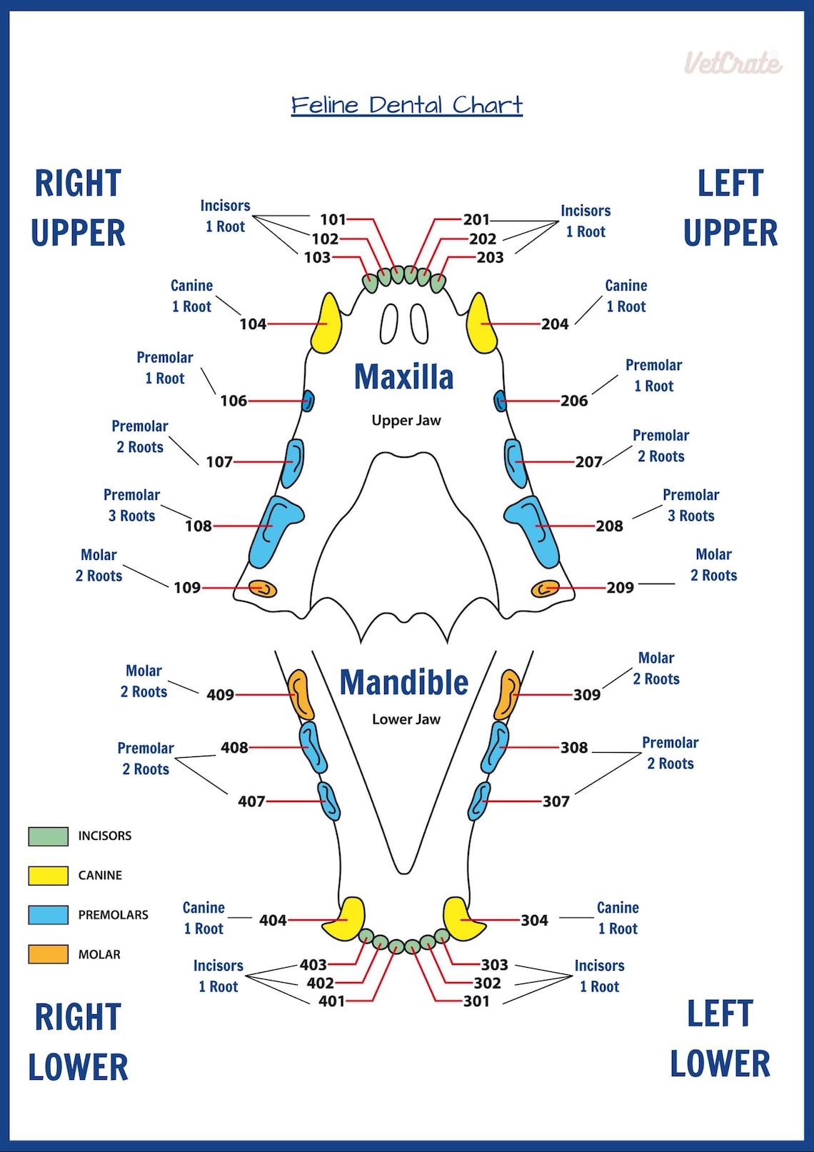 Digital Veterinary Canine and Feline Dental Charts With Root Numbers ...