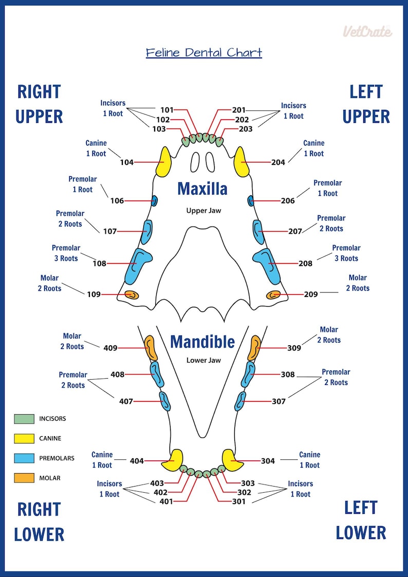 Digital Veterinary Canine and Feline Dental Charts With Root Numbers ...