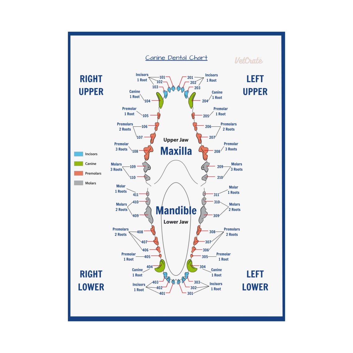 Veterinary Canine Dental Chart Poster - Simplify Your Dental Charting ...